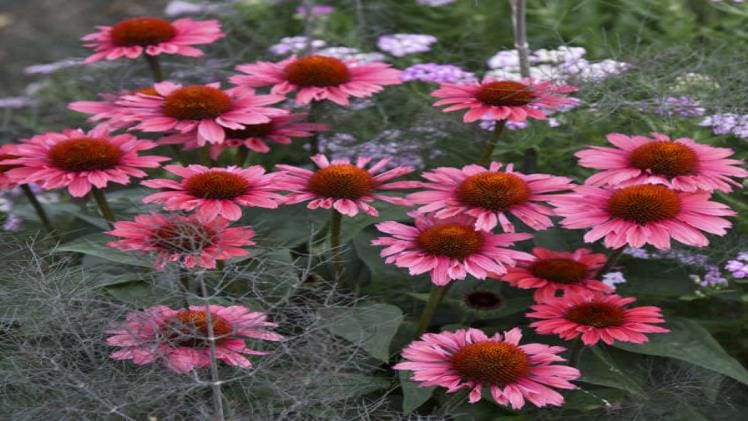 Coral Craze: Surprising Perks & Perils of Wearing Red! - Telesup.net
